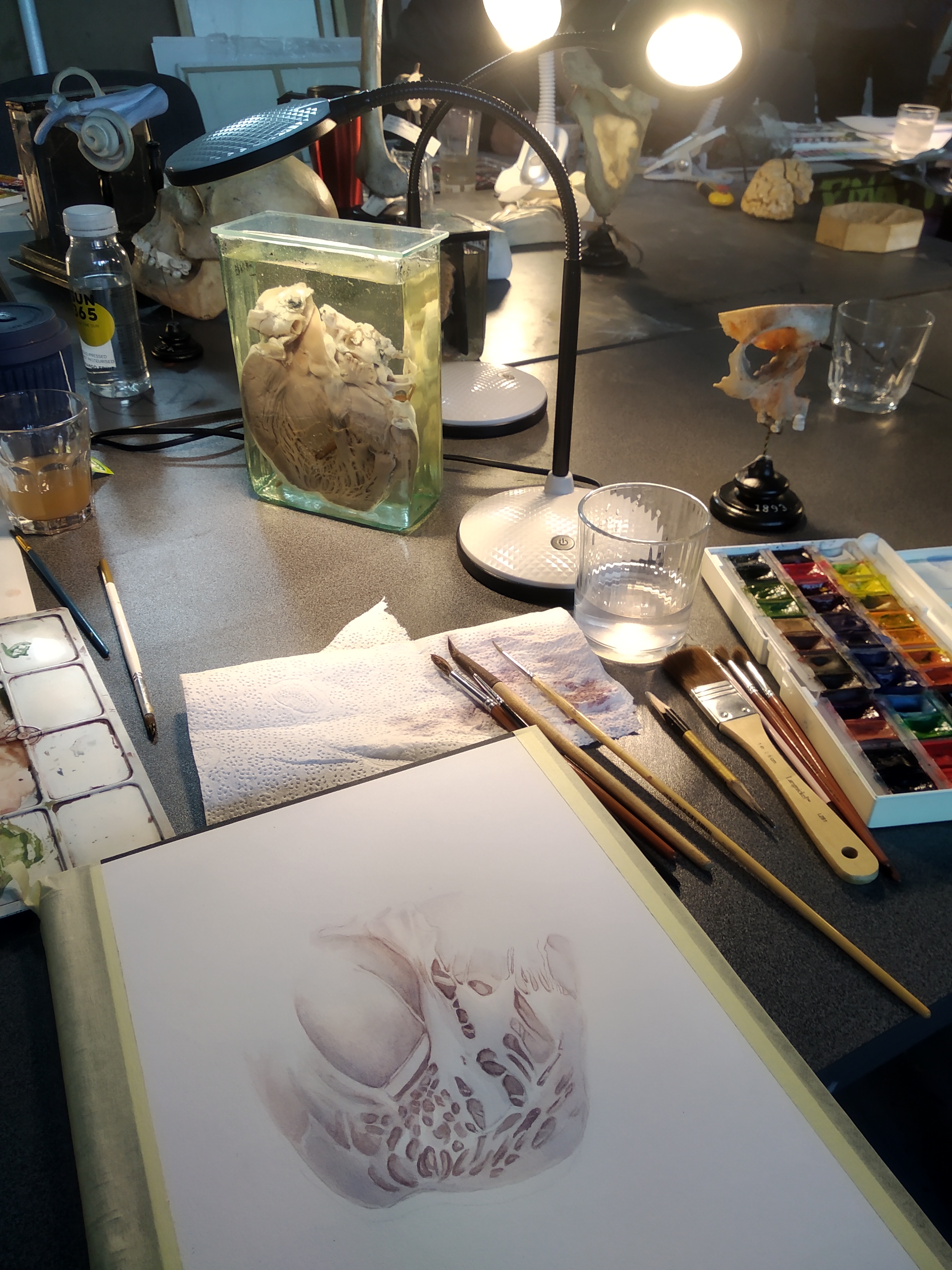 Art students learn anatomical drawing using specimens from the RSU ...