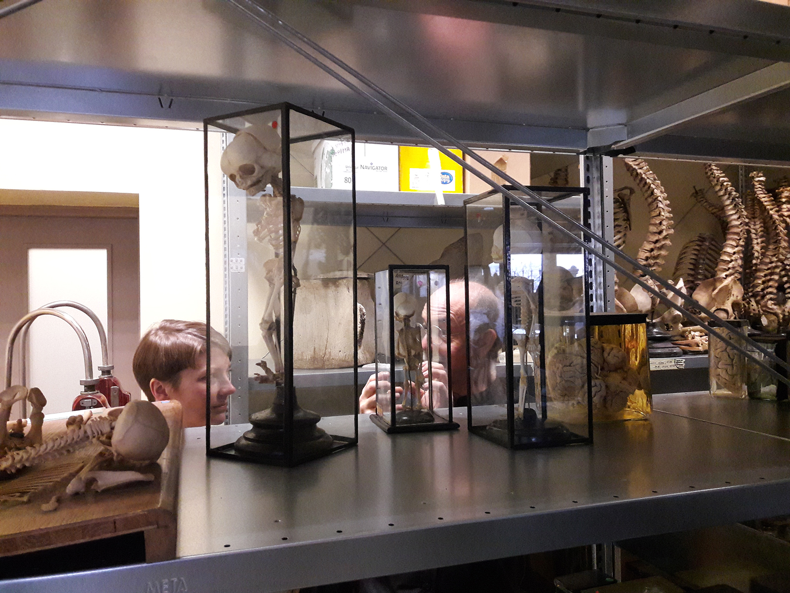 RSU Anatomijas muzeju konsultē vēsturisko anatomisko kolekciju eksperts ...