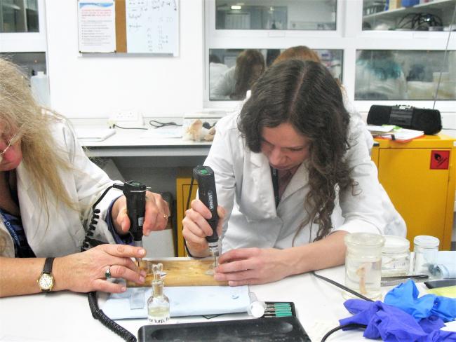 Learning British experience of fluid specimen conservation